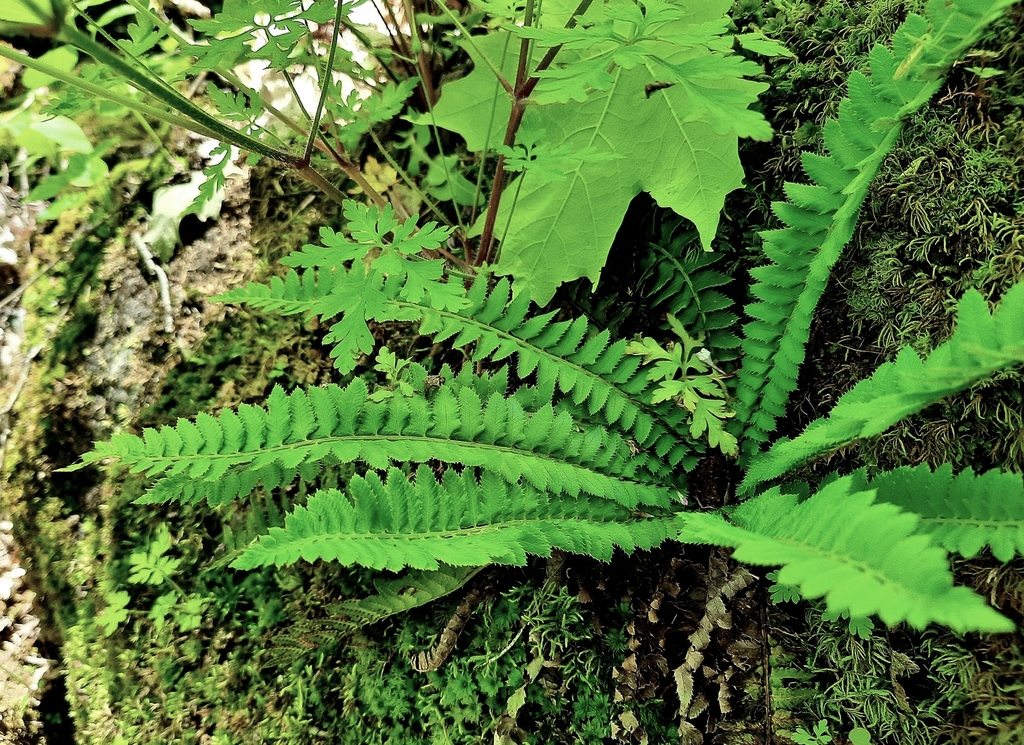 northern holly fern from South Bruce Peninsula, ON N0H, Canada on May ...