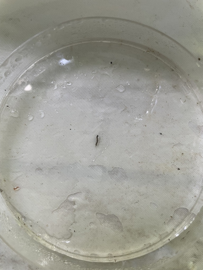 Limoniid Crane Flies from Gaithersburg, MD, USA on June 7, 2024 at 02: ...