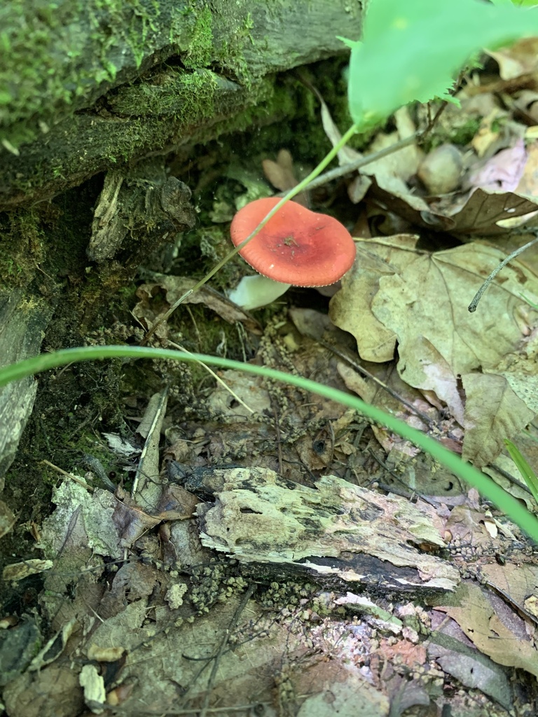 brittlegills from Hoosier National Forest, Paoli, IN, US on June 7 ...