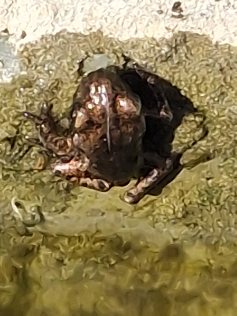 European Toad from Battersea Park, London SW11 4NJ, UK on June 6, 2024 ...