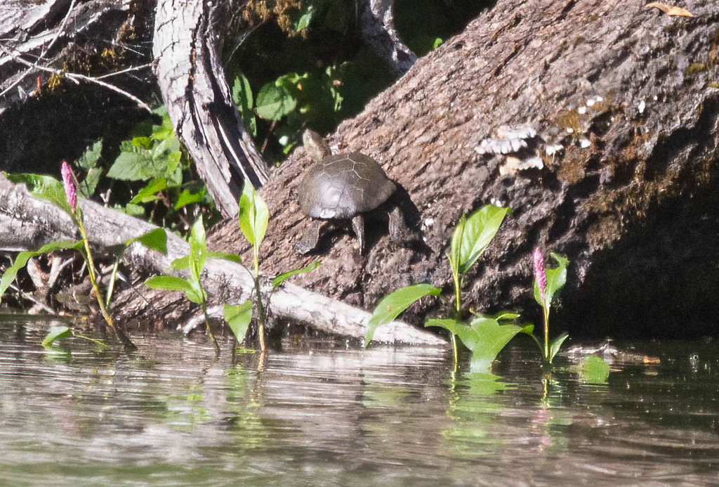 Northwestern Pond Turtle from Santa Clara County, CA, USA on June 6 ...