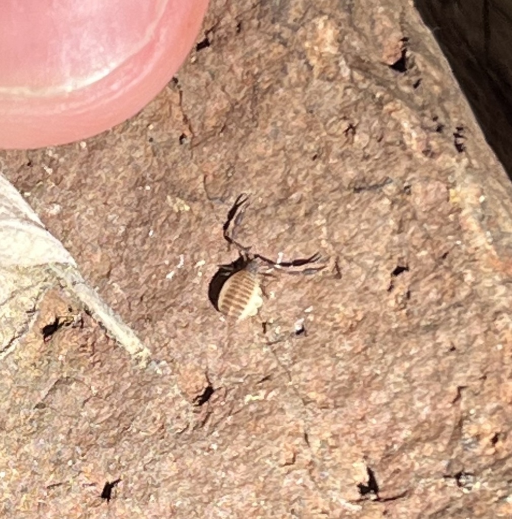 House Pseudoscorpion from Moro, OR, US on June 7, 2024 at 09:20 AM by ...