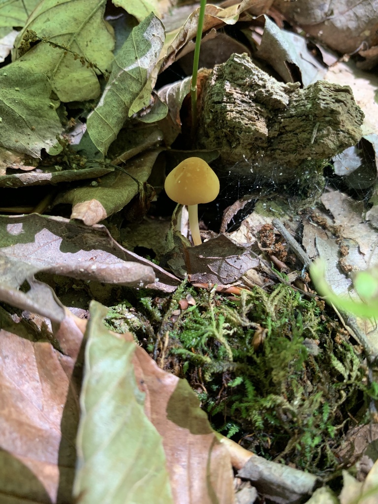 Marasmius spissus from Hoosier National Forest, Paoli, IN, US on June 7 ...