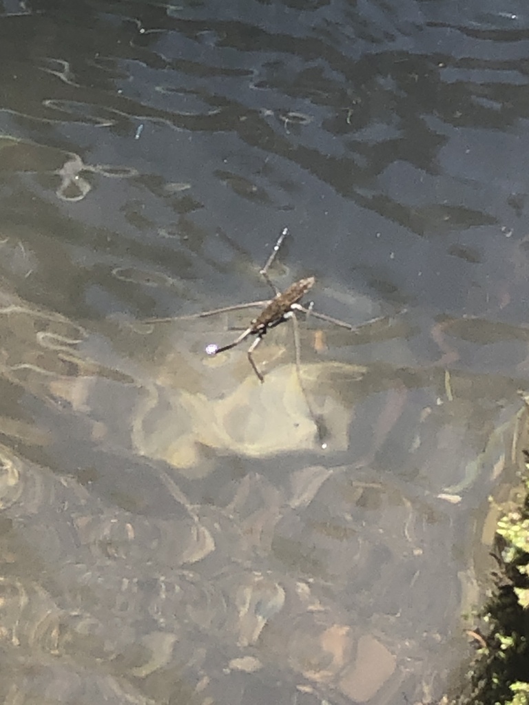 North American Common Water Strider from Mount Fernie Park, East ...