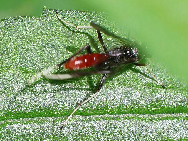 Cryptus albitarsis from Oakland Lake Wildflower Meadow, Bayside, Queens ...