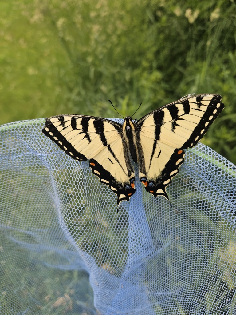 Canadian Tiger Swallowtail from East Montpelier, VT 05651, USA on June ...
