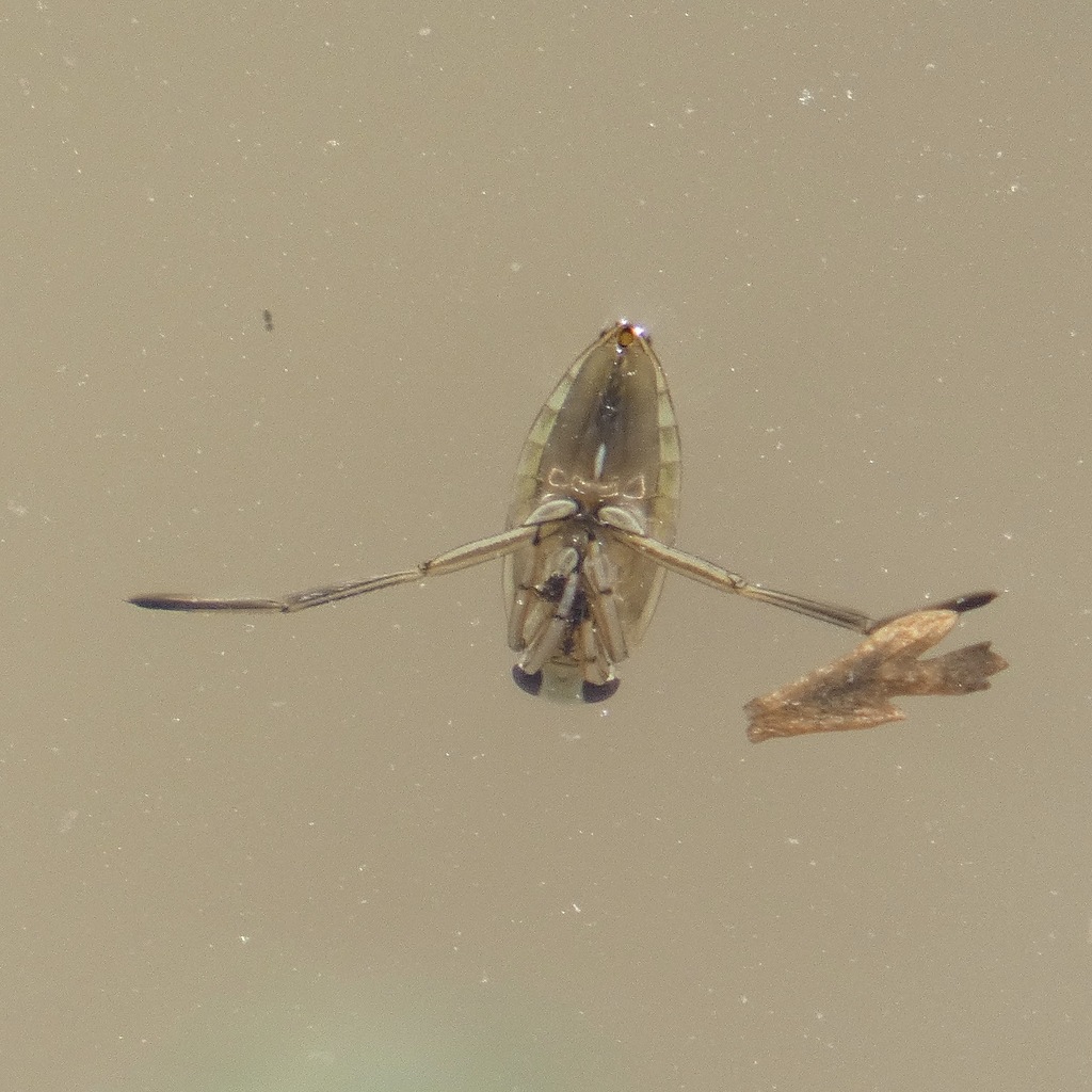 Milky Backswimmers from Henchidero, Antequera, Provinz Málaga, Spanien ...
