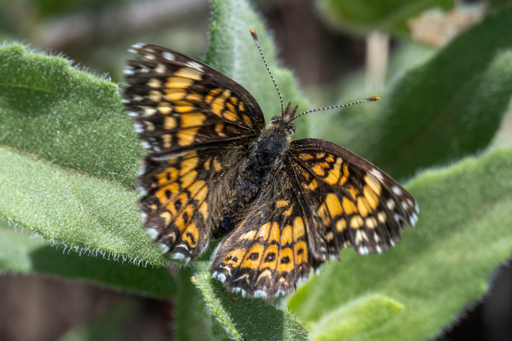 Gorgone Checkerspot from Jefferson County, CO, USA on June 7, 2024 at ...