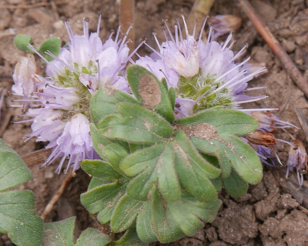 Dwarf Waterleaf from Delta County, CO, USA on June 4, 2024 at 02:48 PM ...