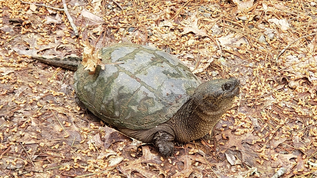 Common Snapping Turtle from Zirconia, NC 28790, USA on June 6, 2024 at ...
