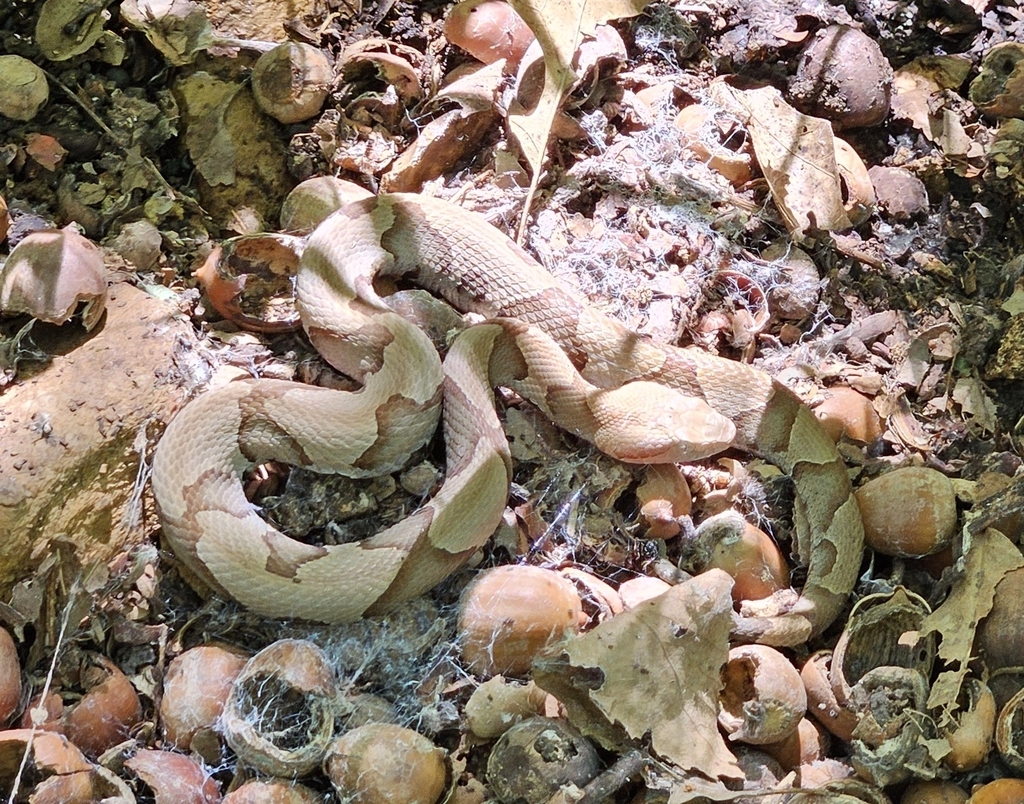 Eastern Copperhead from Farlington, KS 66734, USA on June 07, 2024 at ...