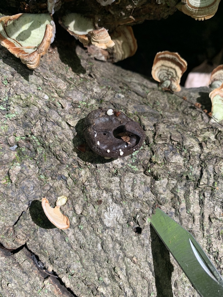 Hymenoscyphus imberbis from Hoosier National Forest, Paoli, IN, US on ...