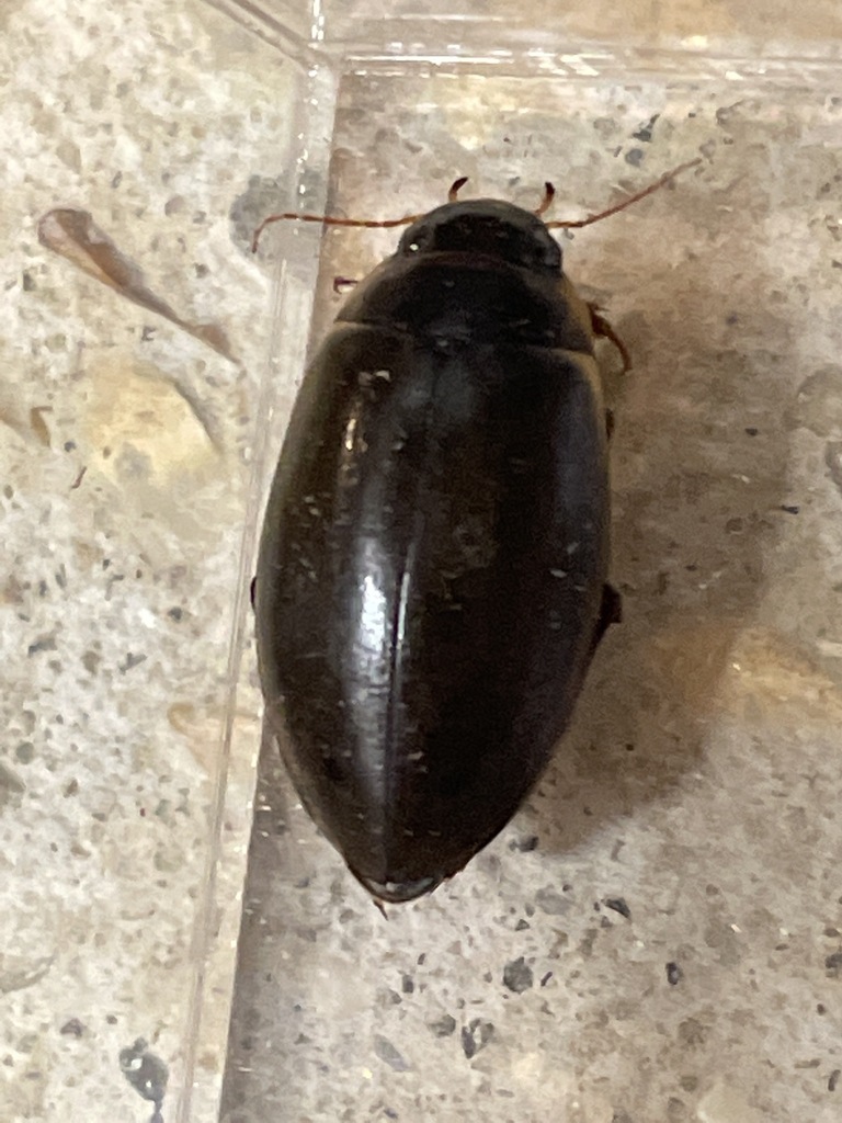 large-grooved diving beetle from Hurstpierpoint, Hassocks BN6, UK on ...