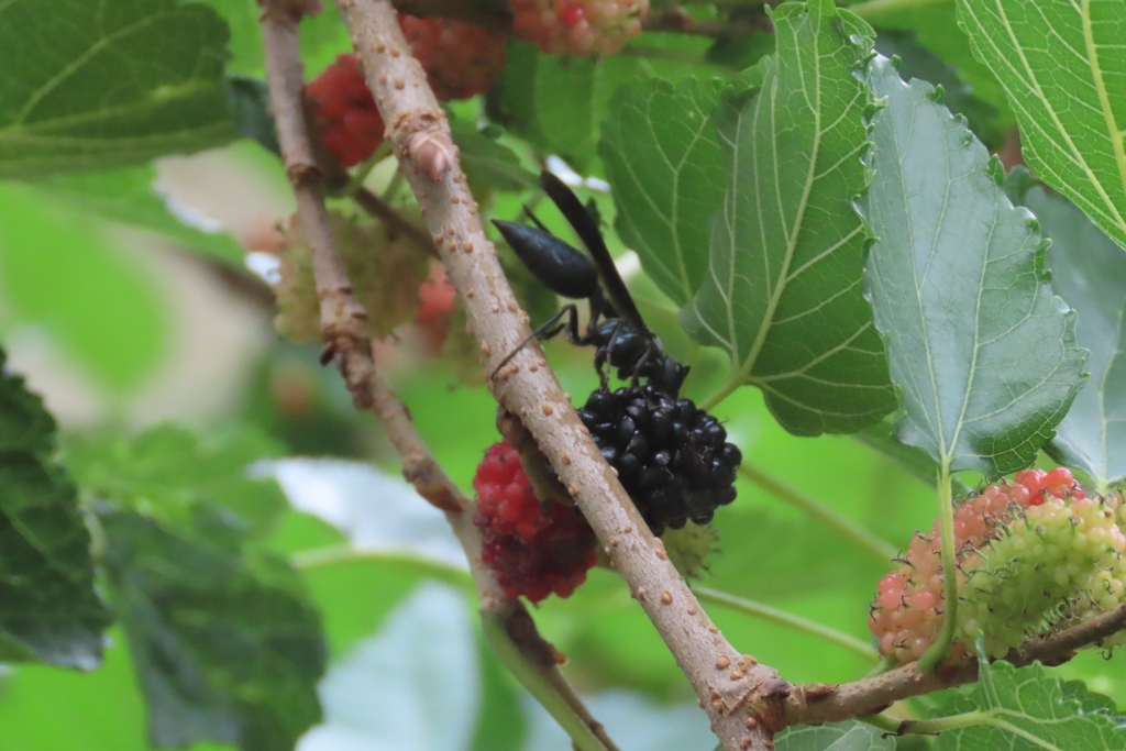 Northern Warrior Wasp from Los Ángeles, Atalaya, Panama on June 5, 2024 ...