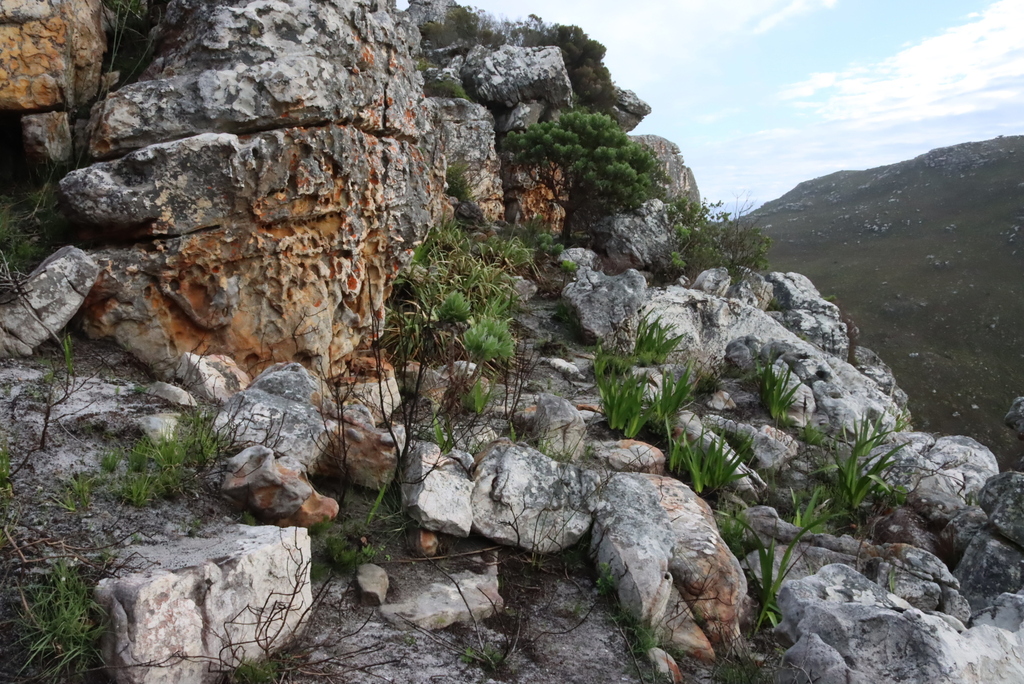 Something from Muizenberg Cave e slopes, Silvermine area of Table ...