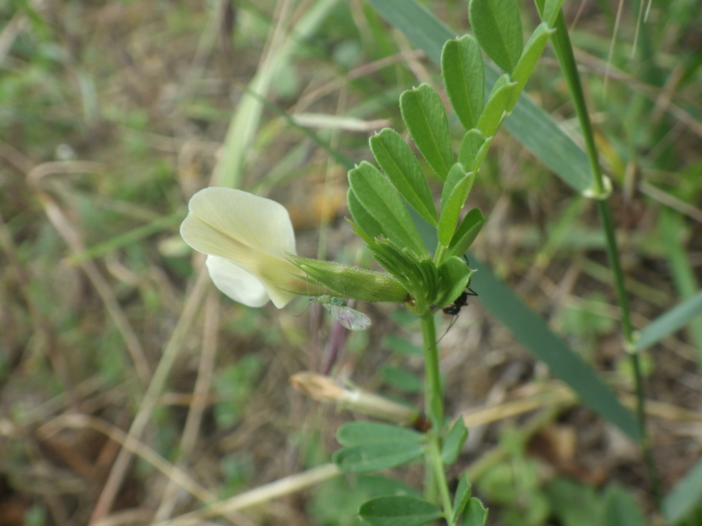 Large yellow vetch from г. Новороссийск, Краснодарский край, Россия on ...