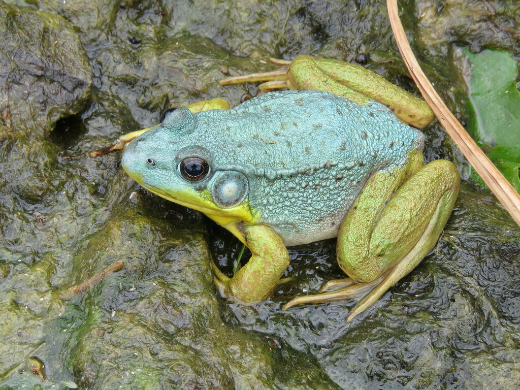 Green Frog from Granby, QC, Canada on June 6, 2024 by Alain Mochon ...