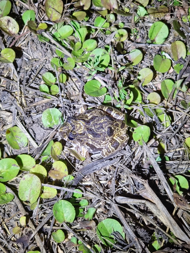 Ornate Burrowing Frog from Tiwi Islands Region, Tiwi Islands NT 0822 ...