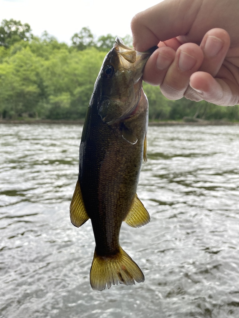 Smallmouth Bass from Lehigh River, Nesquehoning, PA, US on June 7, 2024 ...