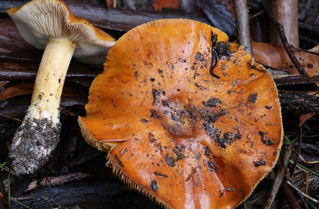 Webcaps from Calga NSW 2250, Australia on June 7, 2024 at 03:24 AM by ...