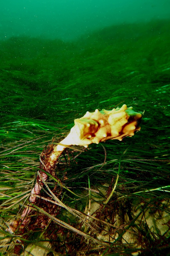Lumpy sea tulip from Noarlunga Jetty on June 5, 2024 by David Spencer ...