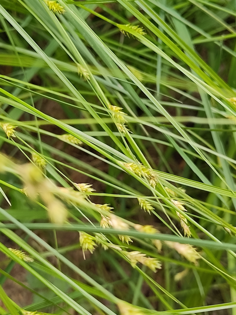 Remote Sedge from Manchester M11, UK on June 7, 2024 at 02:21 PM by ...