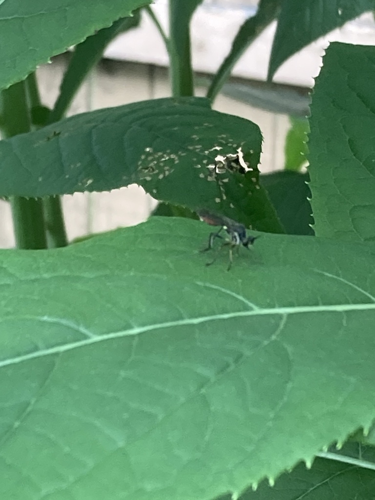 Stripe-legged Robber Fly from Drummond Rd, Toledo, OH, US on June 7 ...