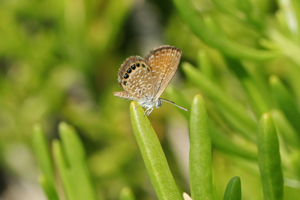 Eastern Pygmy-Blue from Monroe County, FL, USA on May 12, 2024 at 11:57 ...