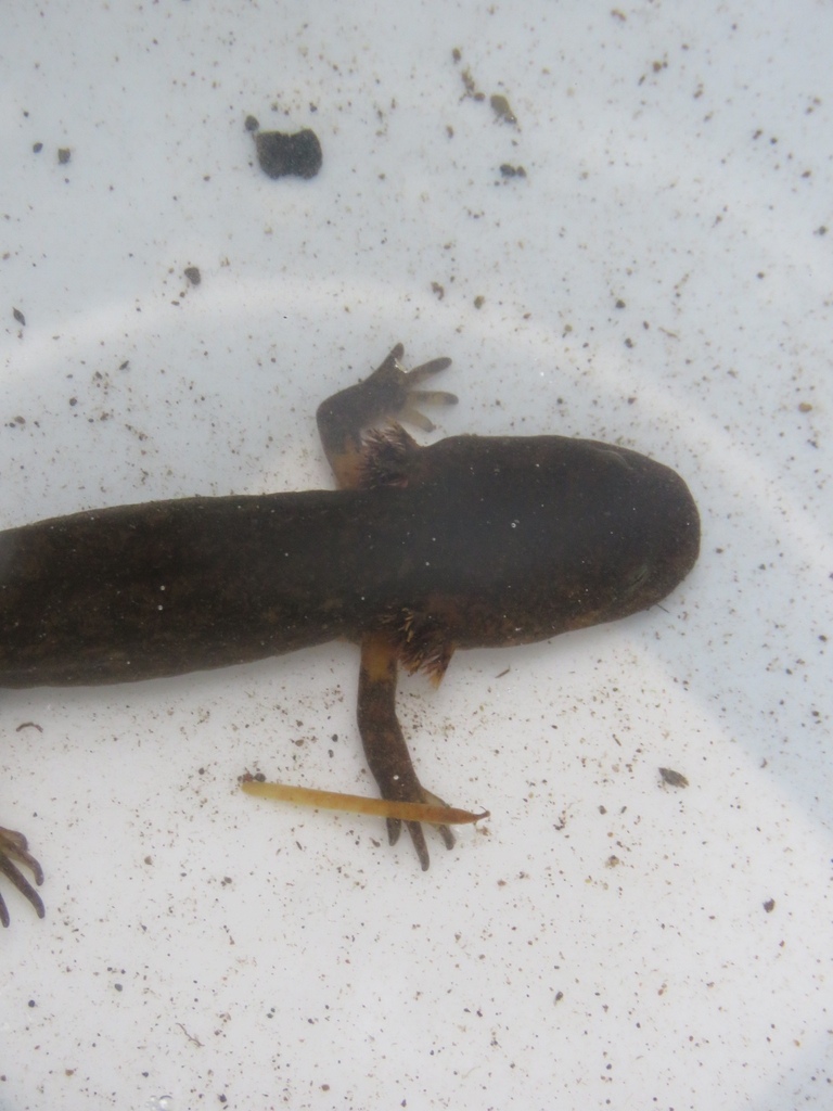California Giant Salamander in May 2019 by rachelf · iNaturalist