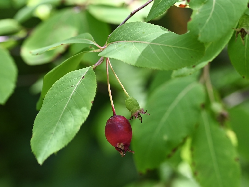 Bartram Shadbush from Monongahela National Forest, Marlinton, WV, US on ...