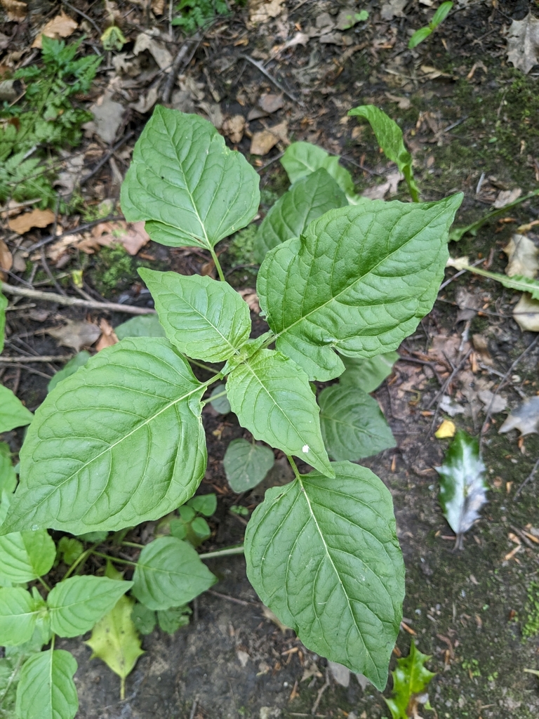 enchanter's-nightshade from Whitefield, Manchester M45 7QJ, UK on May ...