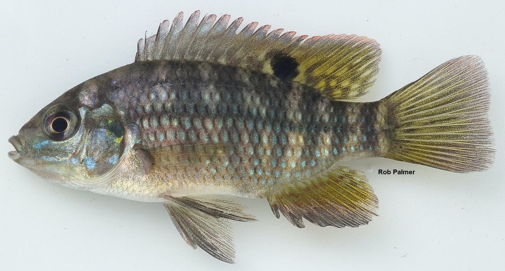 Banded tilapia (Fishes, Frogs and Reptiles of the Mfolozi River ...