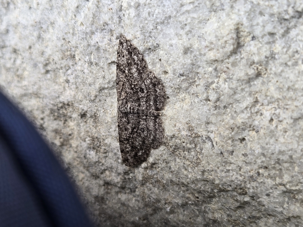 Umber Moth from Coram, NY 11727, USA on June 7, 2024 at 04:28 PM by ...