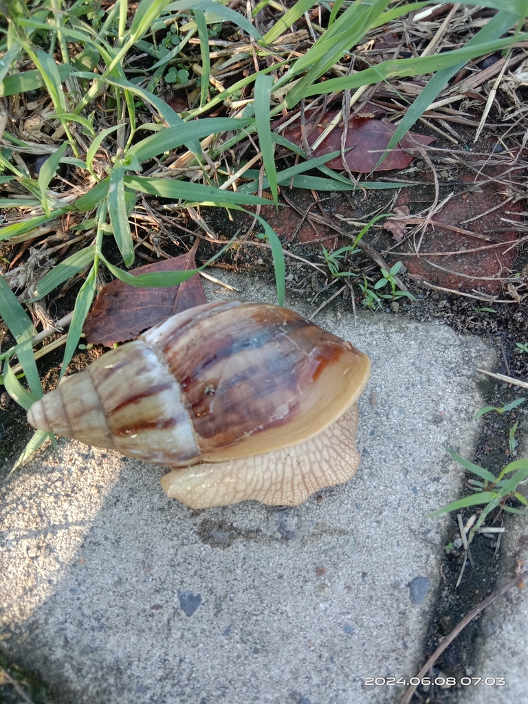Giant Blonde Snail from 830台灣高雄市鳳山區南成里 on June 8, 2024 at 07:03 AM by ...