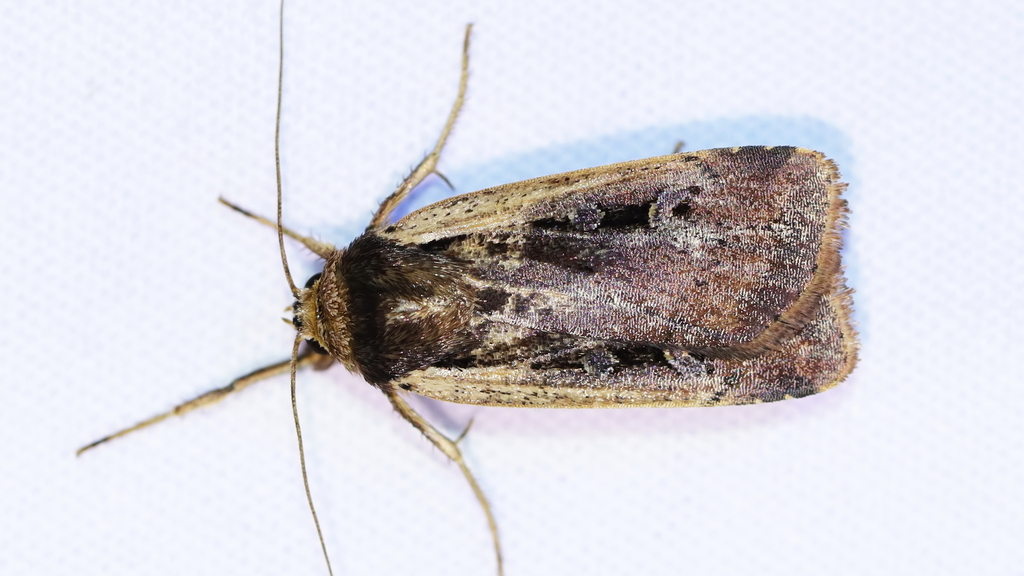 Flame-shouldered Dart from Wading River, NY, USA on June 3, 2024 at 10: ...