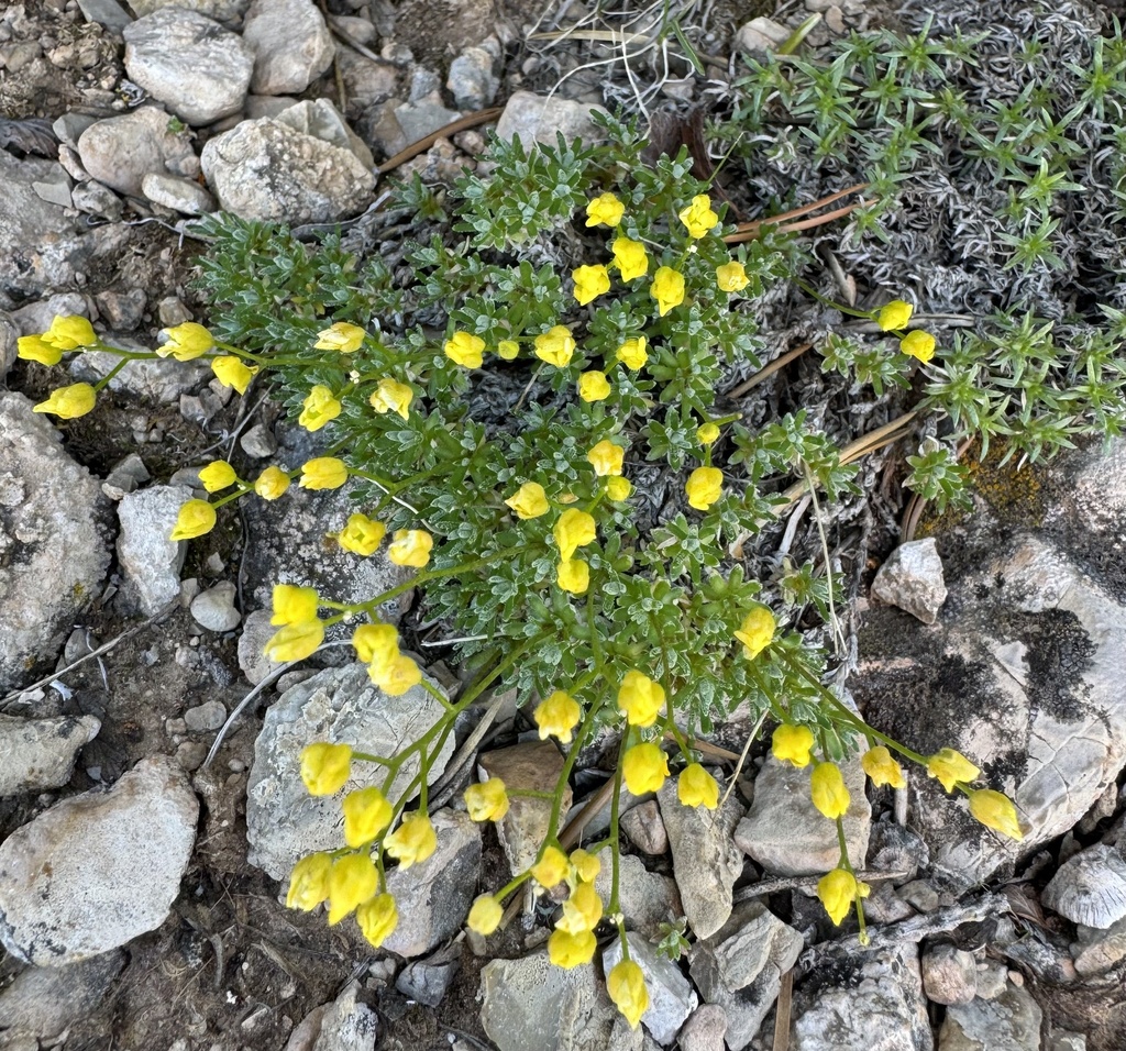 Wyoming Whitlow-grass in June 2024 by FrontRangeWildflowers. Phone pics ...