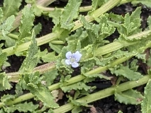 Obeah Bush from Wildtracks, Belize on June 7, 2024 at 10:47 AM by Adam ...