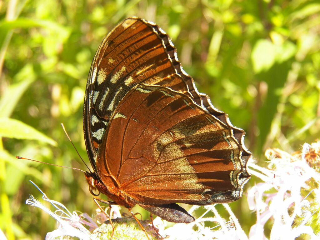 Diana Fritillary from Torraine Lake, 10000 Chad Colley Blvd, Fort Smith ...