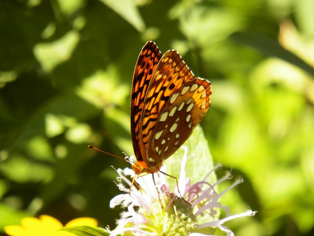 Great Spangled Fritillary from Torraine Lake, 10000 Chad Colley Blvd ...
