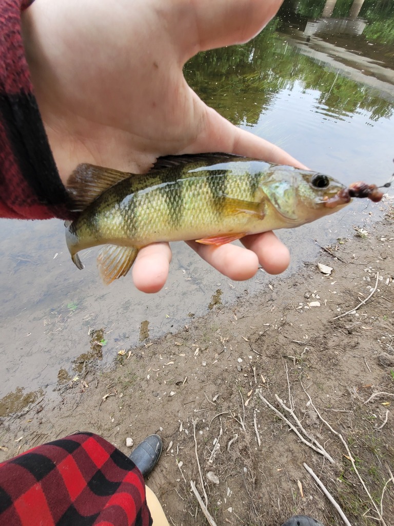 Yellow Perch from Fredericton, NB, Canada on June 7, 2024 at 09:28 AM ...