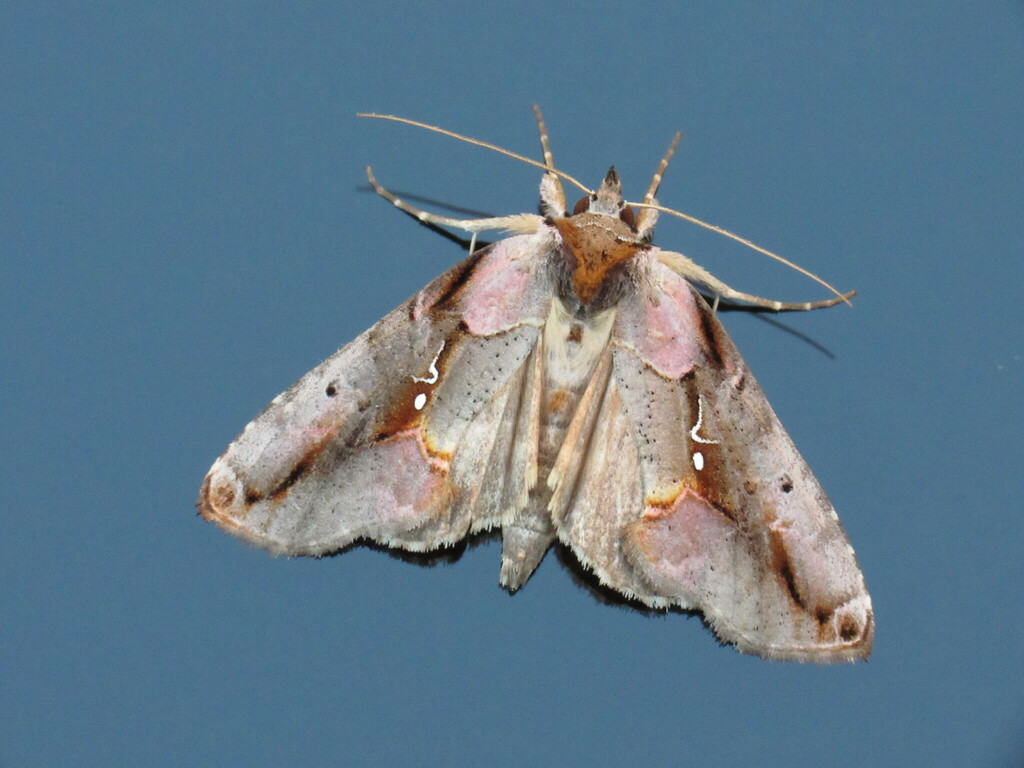 Pink-patched Looper Moth from Bellbrook, Greene County, OH, USA on June ...