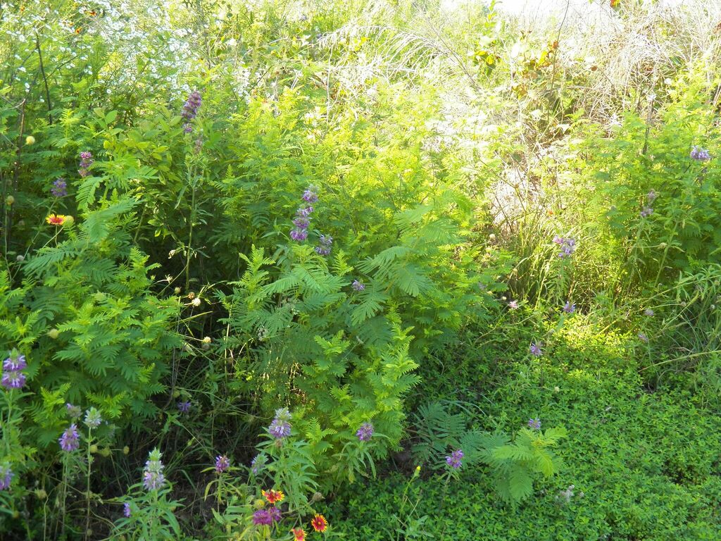prairie acacia from Torraine Lake, 10000 Chad Colley Blvd, Fort Smith ...