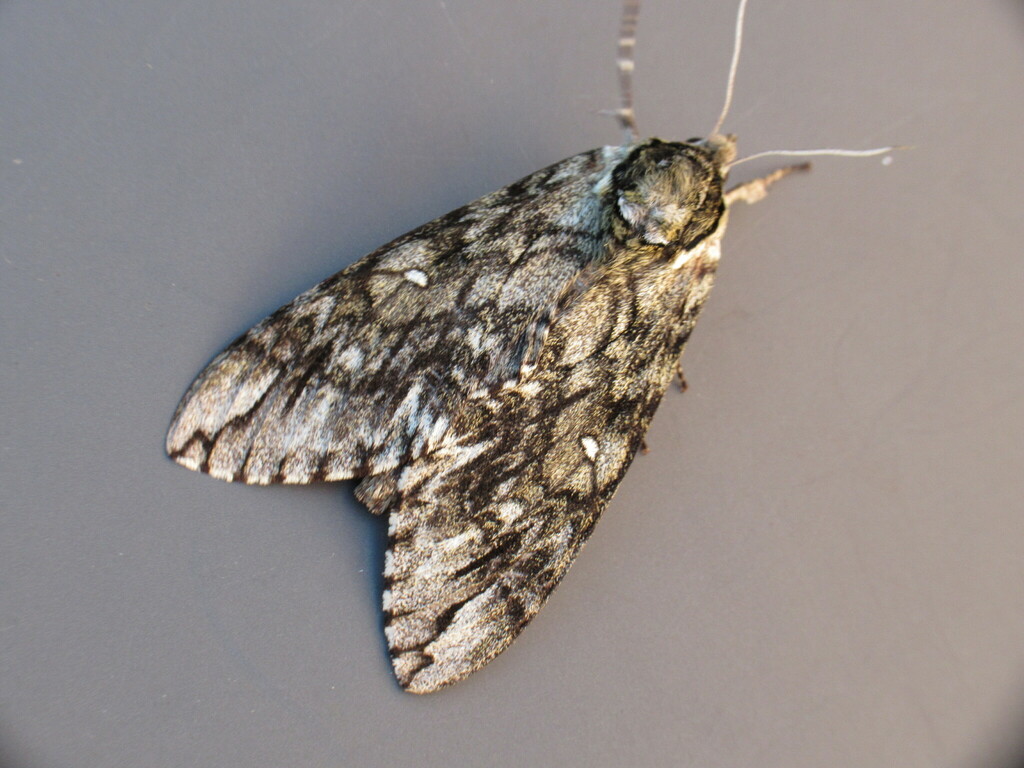 Waved Sphinx from Bellbrook, Greene County, OH, USA on June 7, 2024 at ...