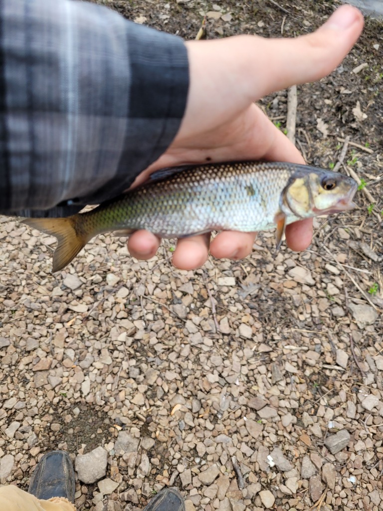 Fallfish from Grand Lake, NB, Canada on June 7, 2024 at 05:51 PM by ...