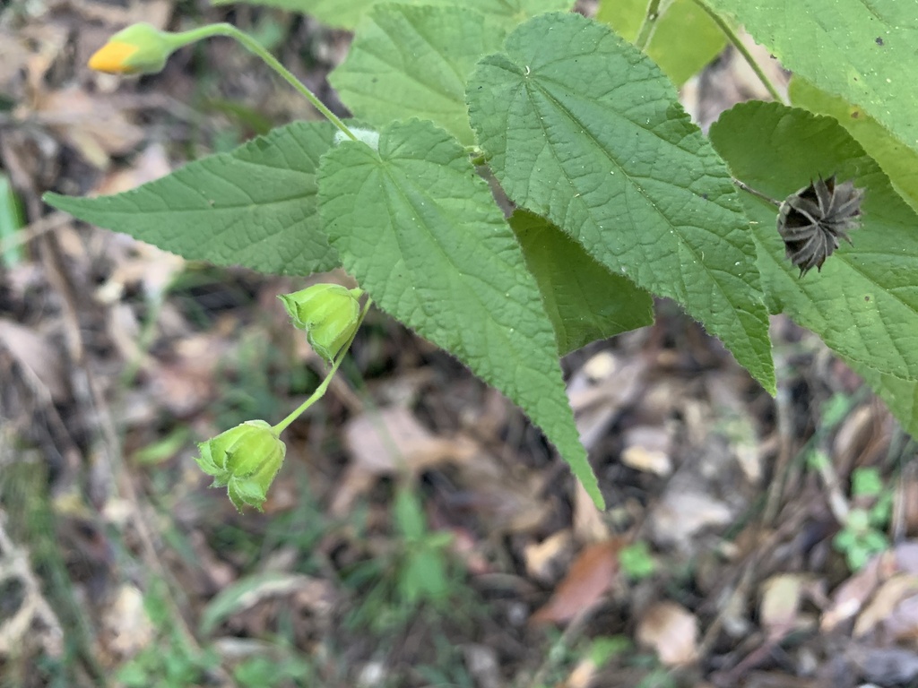 straggly lantern-bush in June 2024 by Alan Wynn · iNaturalist