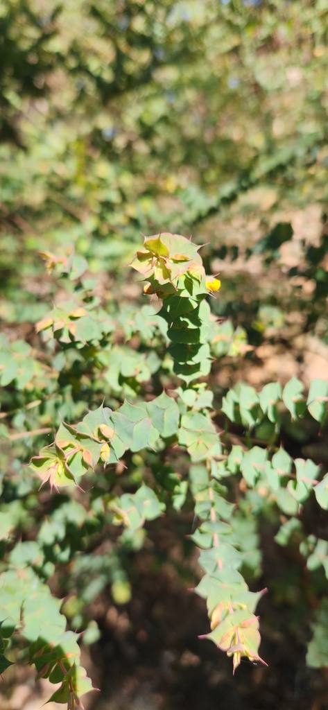 spiny bush-pea from Anstead QLD 4070, Australia on June 8, 2024 at 11: ...