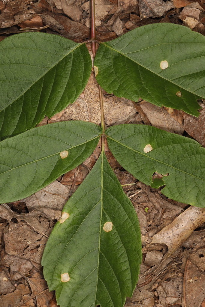 Grovesinia moricola from Greensburg, PA 15601, USA on June 7, 2024 at ...