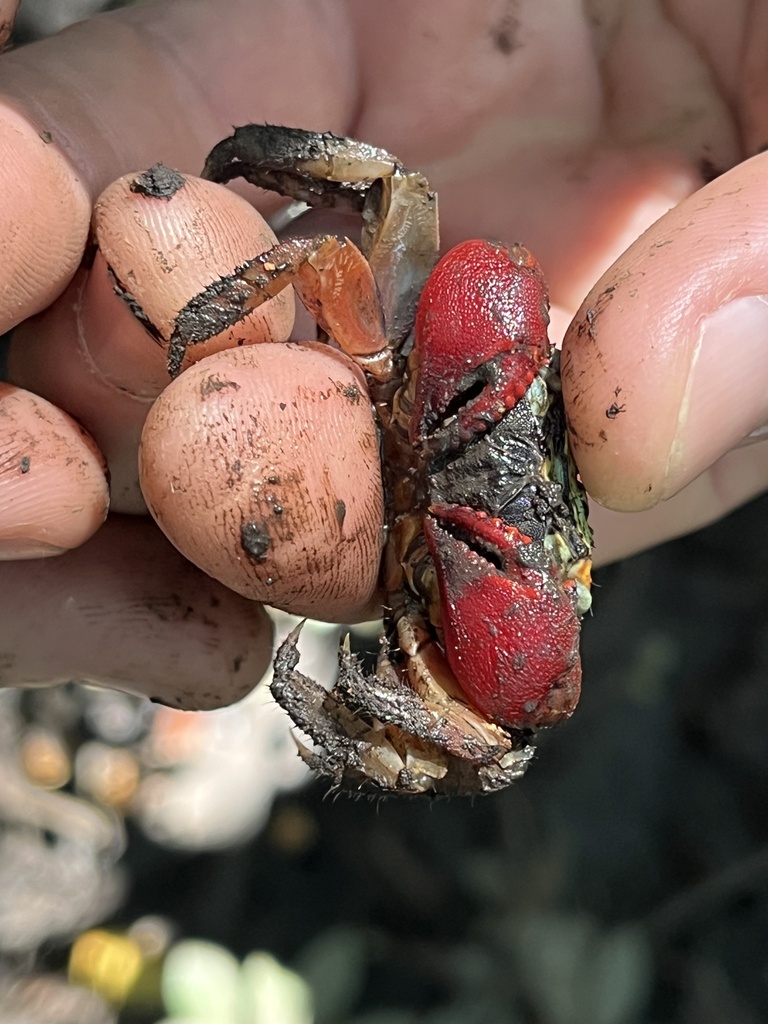 Parasesarma brevicristatum from Russell River National Park, East ...
