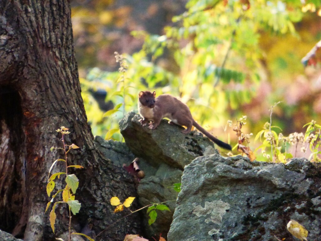 Long-tailed Weasel from Frederick County, MD, USA on October 26, 2023 ...