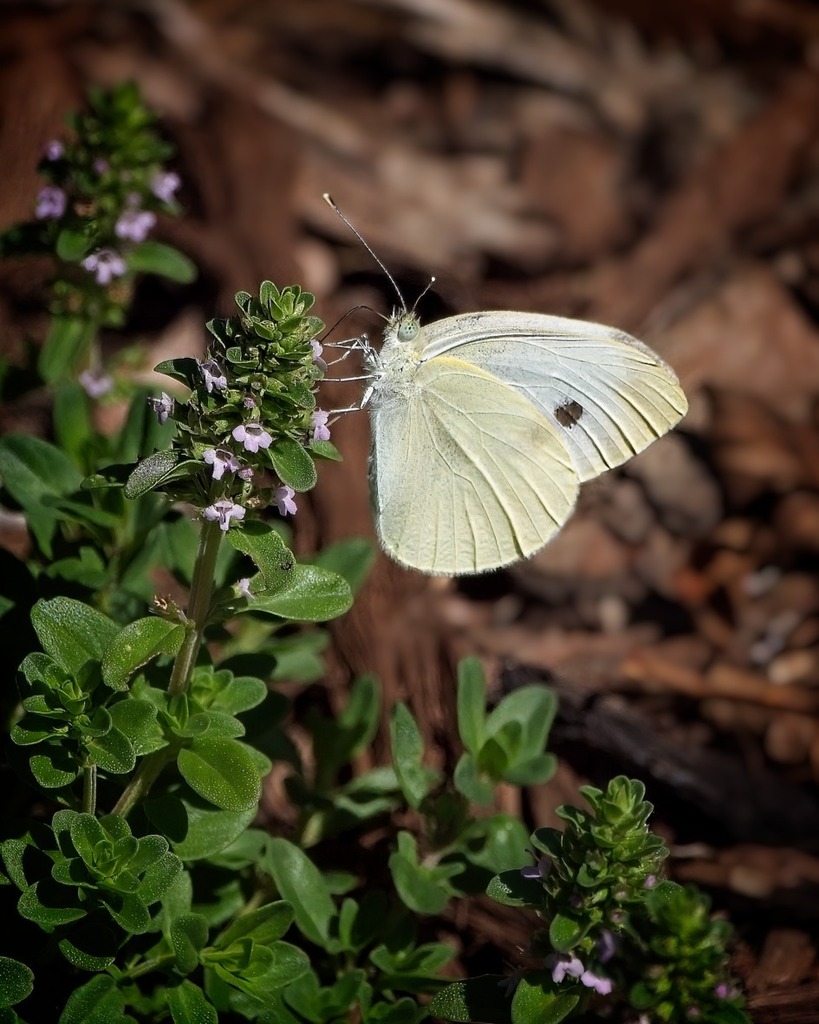 Small White (Southern Plains butterfly guide) · iNaturalist